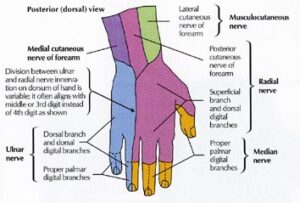 Anatomy of the Hand - Team Bone