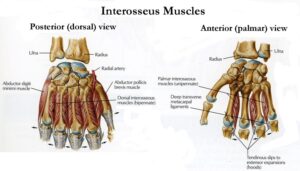 Anatomy of the Hand - Team Bone