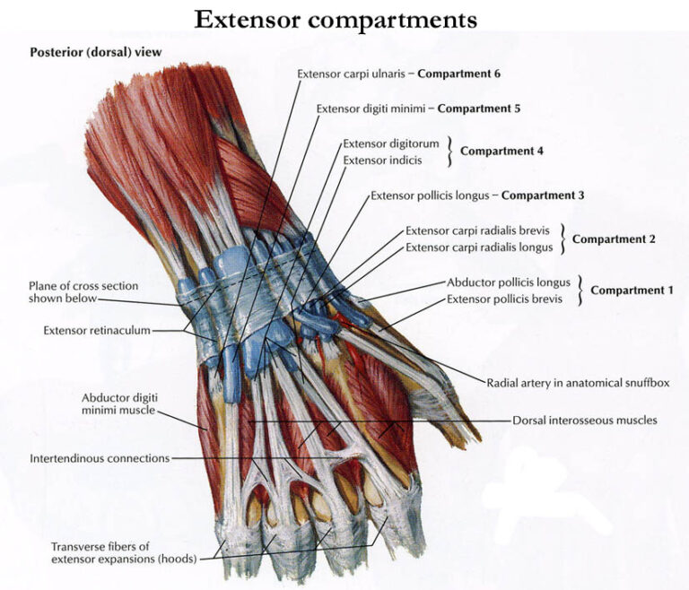 Anatomy of the Hand - Team Bone