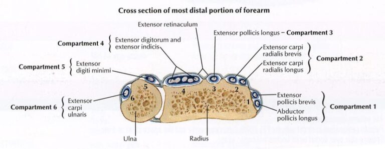 Anatomy of the Hand - Team Bone